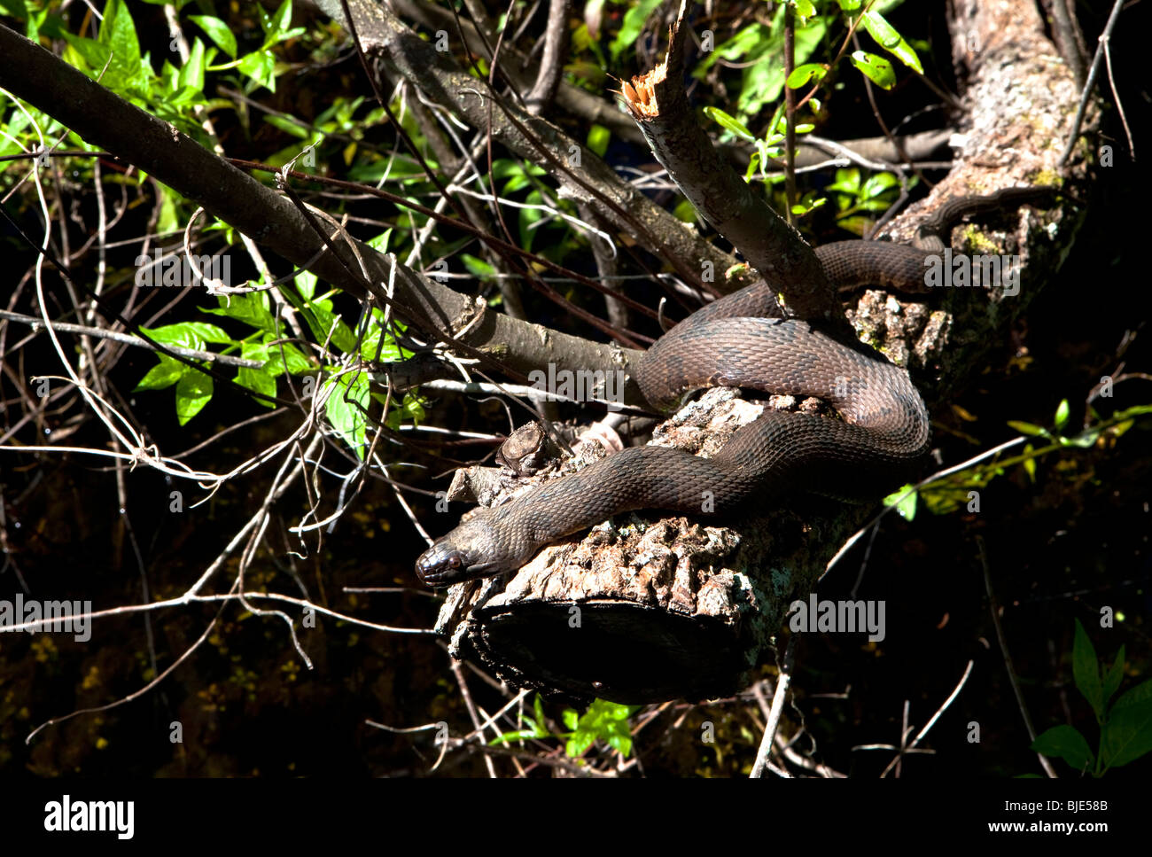 Florida banded water snake hi-res stock photography and images - Alamy