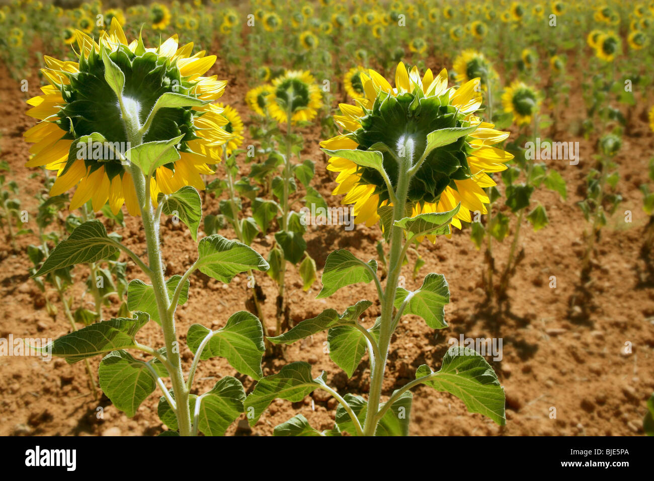 Colorful sunflower plantation with vibrant yellow flowers Stock Photo ...