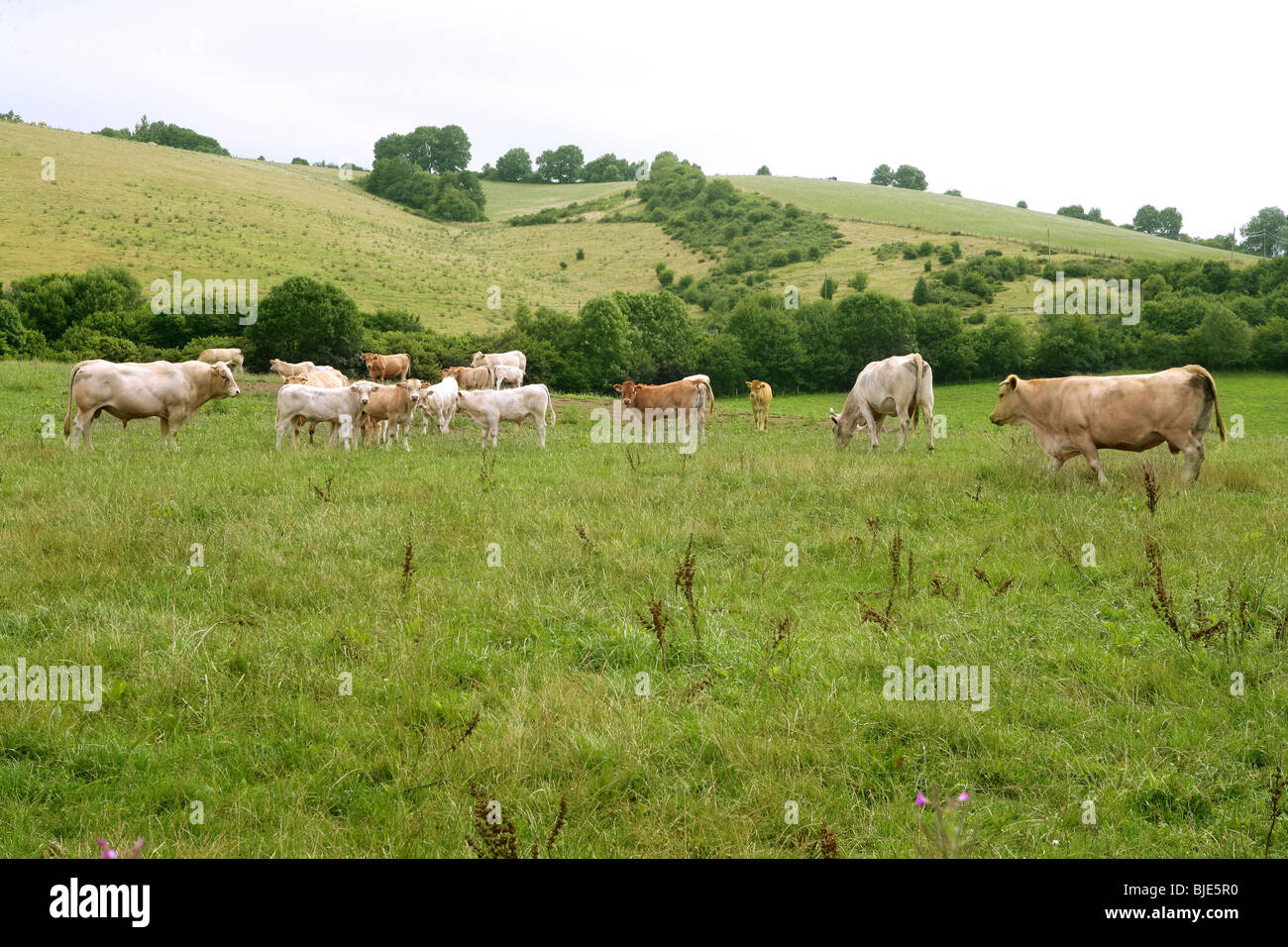 Beige cows cattle eating on the green grass meadow outdoor Stock Photo ...