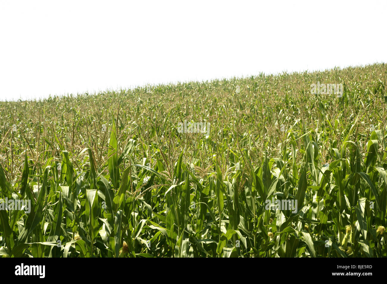 Corn green fields landscape outdoors background cornfields Stock Photo ...