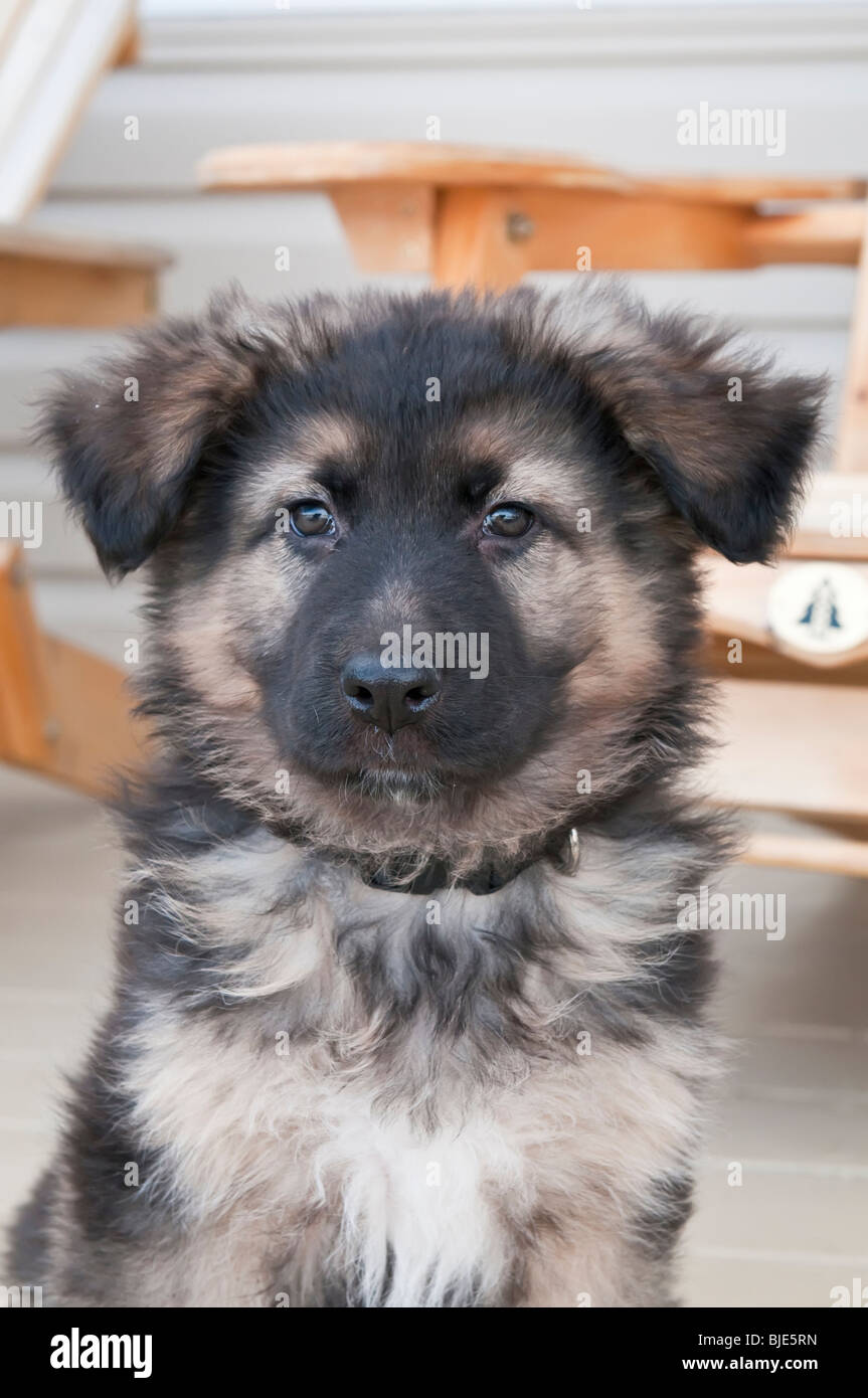German shepherd puppy, nine (9) weeks old, portrait Stock Photo - Alamy