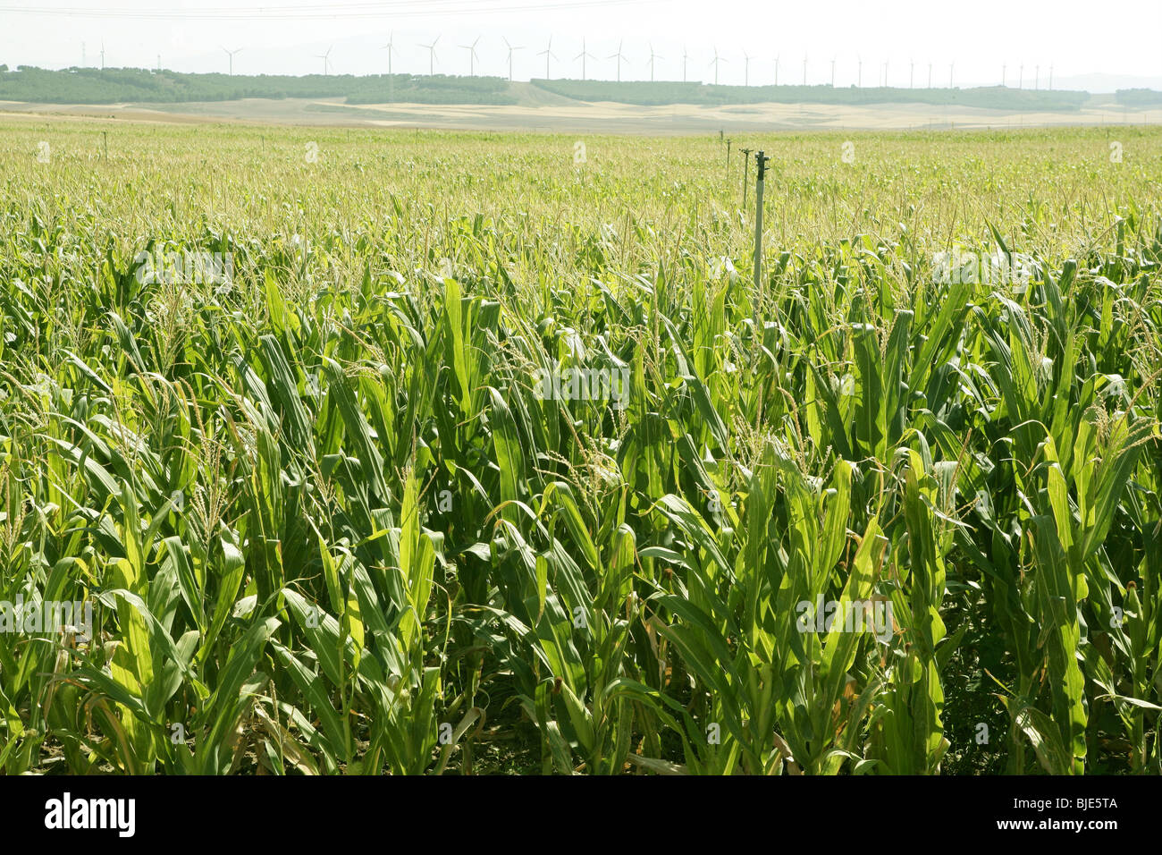 Corn green fields landscape outdoors background cornfields Stock Photo ...
