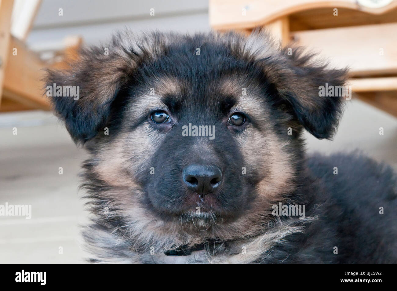 German shepherd puppy, nine (9) weeks old, portrait Stock Photo - Alamy