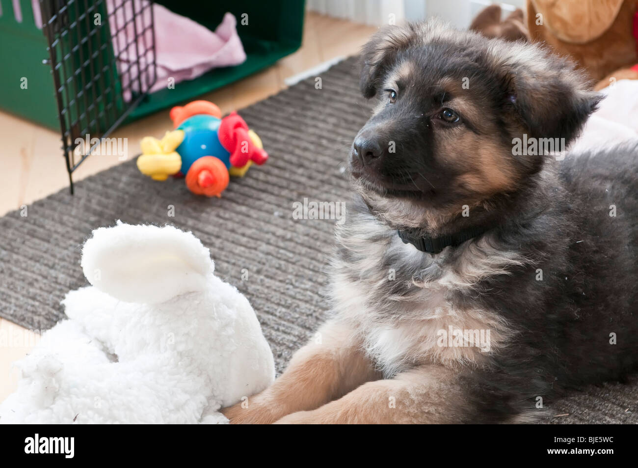 German shepherd puppy, nine (9) weeks old, indoors, with toys Stock ...