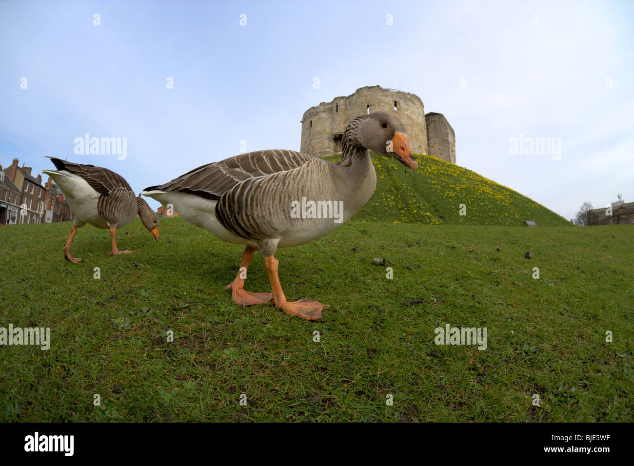 The goose tower hi-res stock photography and images - Alamy