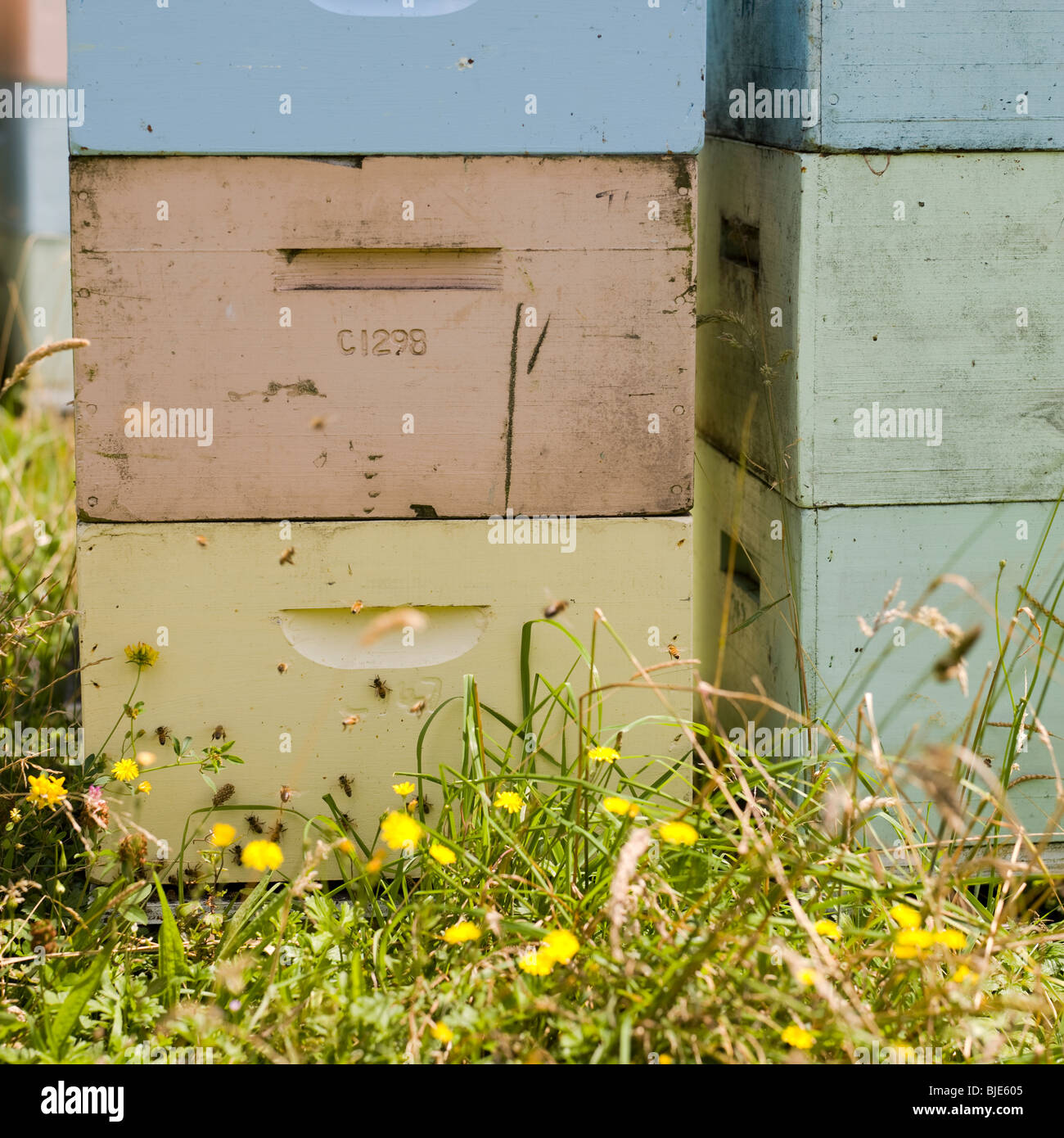 multi colored wooden beehives in country side, New Zealand Stock Photo ...