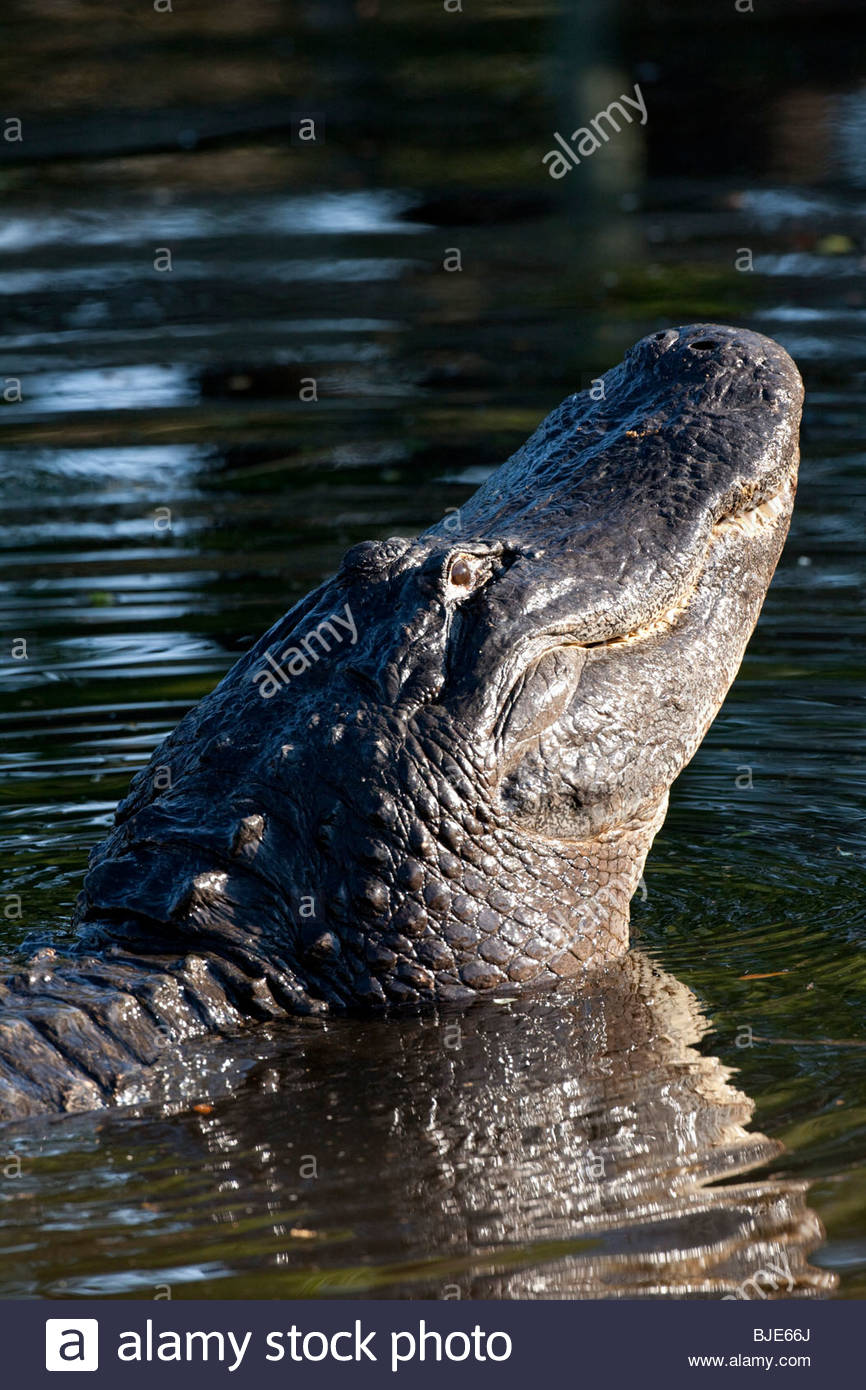 Bull Alligator Stock Photos & Bull Alligator Stock Images - Alamy