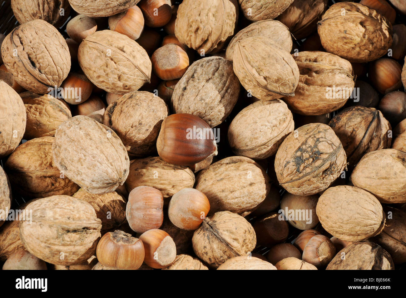 general nuts collected together Stock Photo - Alamy