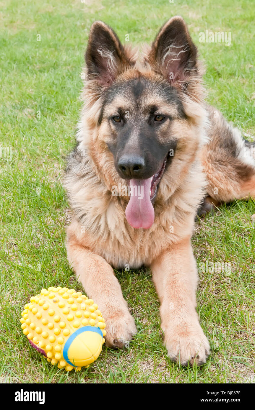 German shepherd, Canis lupus familiaris, long-haired puppy, 6.5 months ...