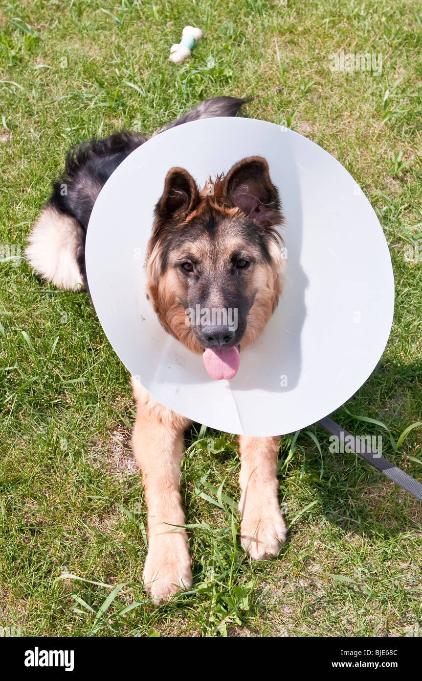 German shepherd, Canis lupus familiaris, wearing veterinary cone ...