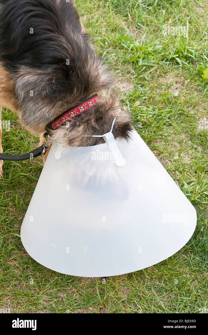 German shepherd, Canis lupus familiaris, wearing veterinary cone ...