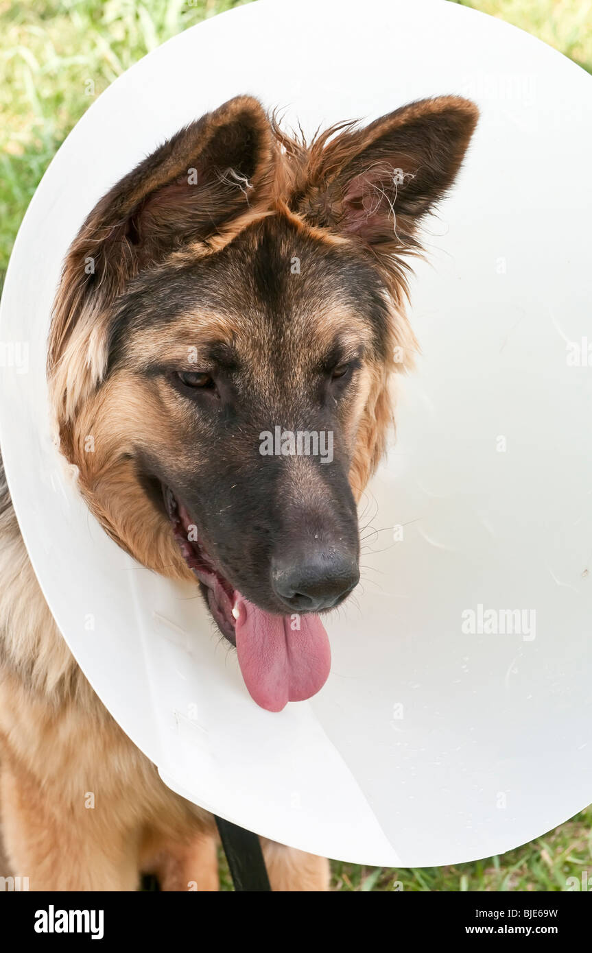 German shepherd, Canis lupus familiaris, wearing veterinary cone ...