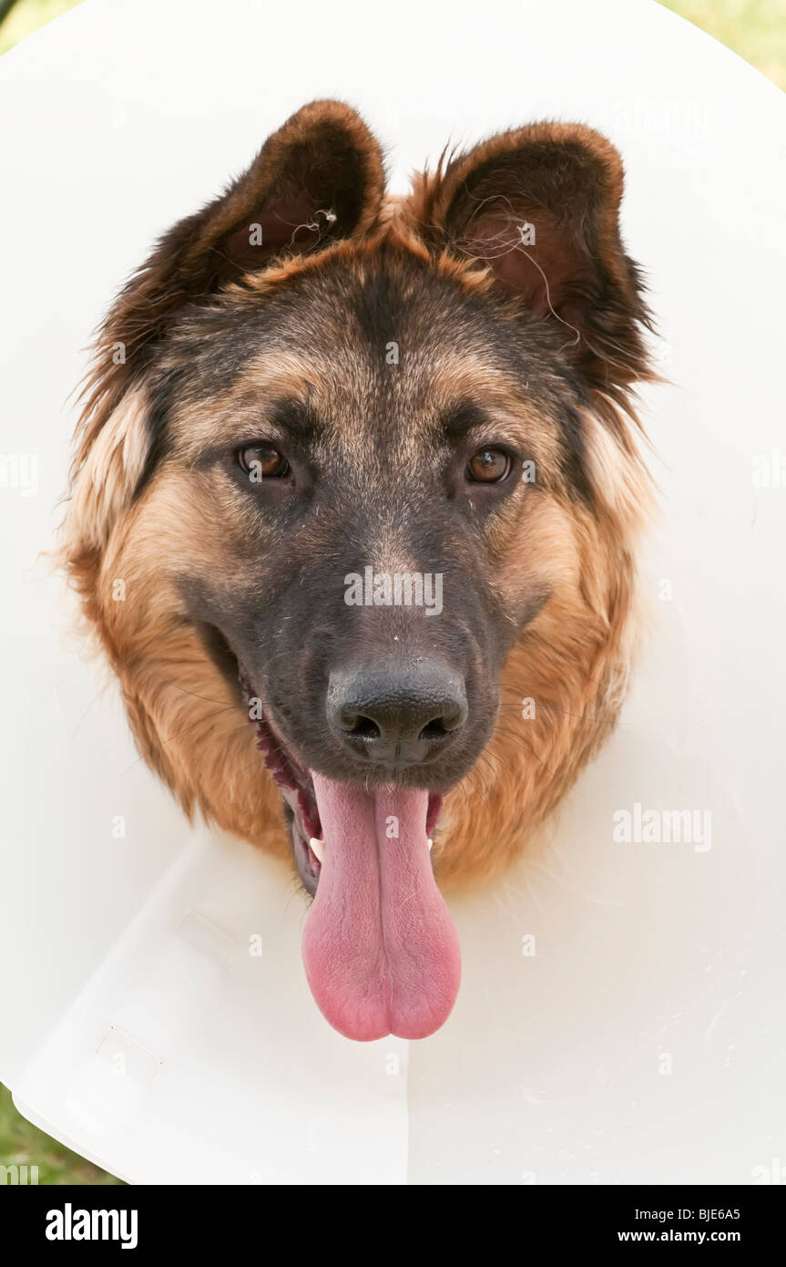 German shepherd, Canis lupus familiaris, wearing veterinary cone ...