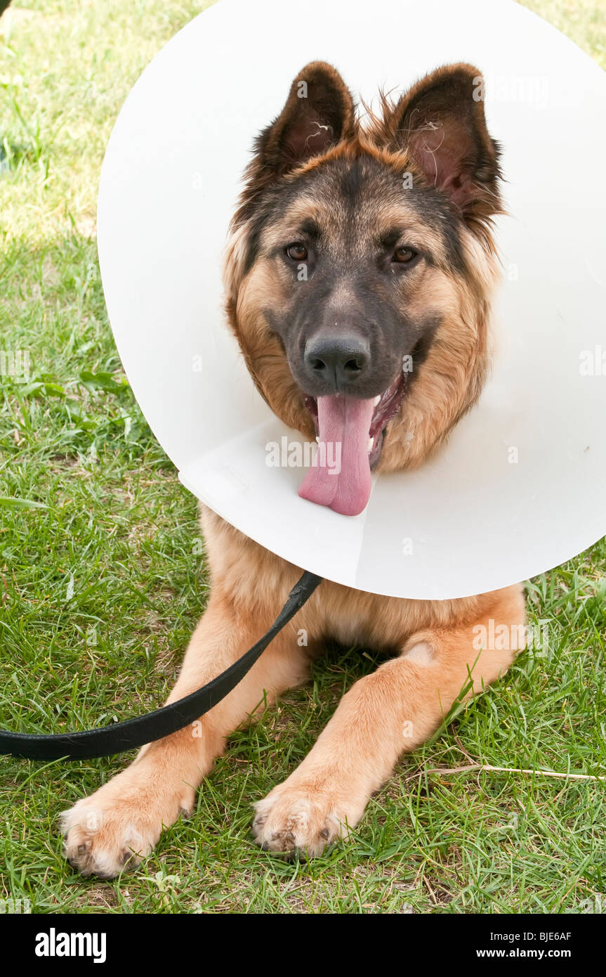 German shepherd, Canis lupus familiaris, wearing veterinary cone ...