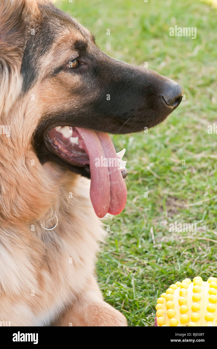 German shepherd, Canis lupus familiaris, nine (9) months old, resting ...
