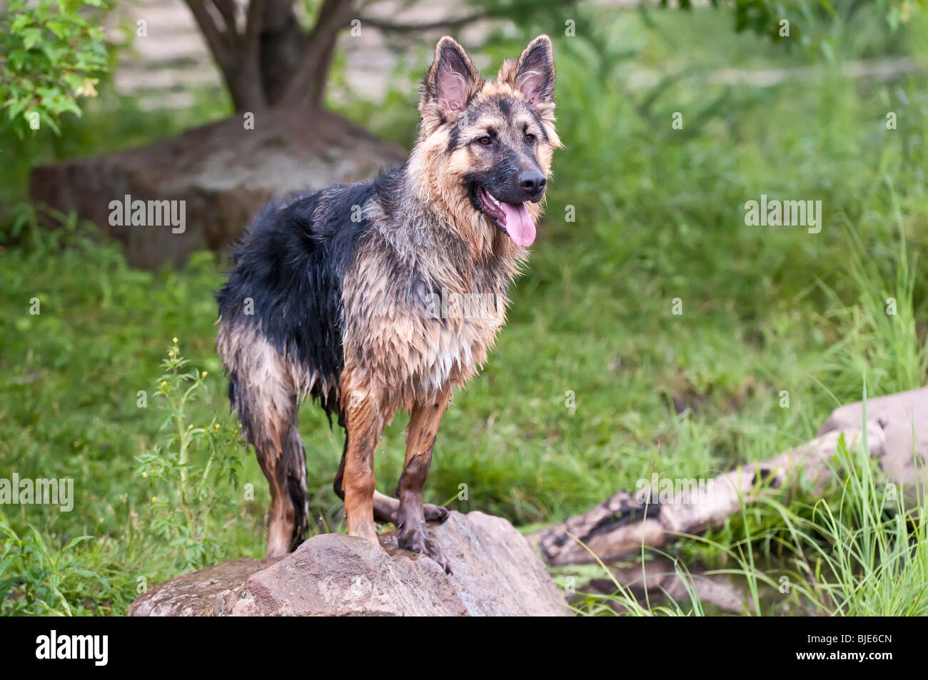 German shepherd, Canis lupus familiaris, 7.5 months old Stock Photo - Alamy