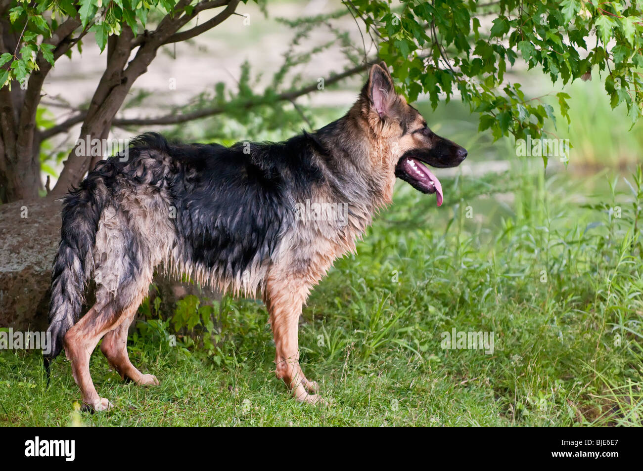 German shepherd, Canis lupus familiaris, 7.5 months old Stock Photo - Alamy