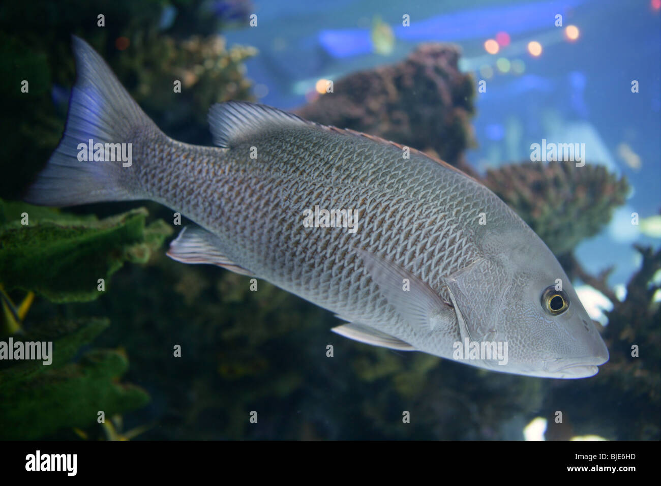 Beautiful Snapper saltwater fish with gray scales swimming Stock Photo ...