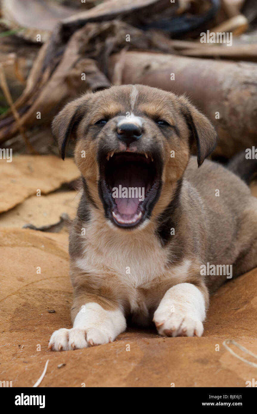 Puppy yawning hi-res stock photography and images - Alamy
