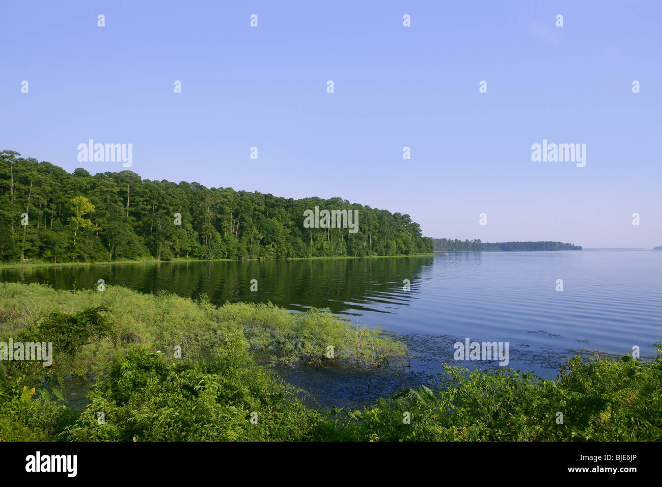 Blue lake landscape in a green Texas forest view, nature Stock Photo ...