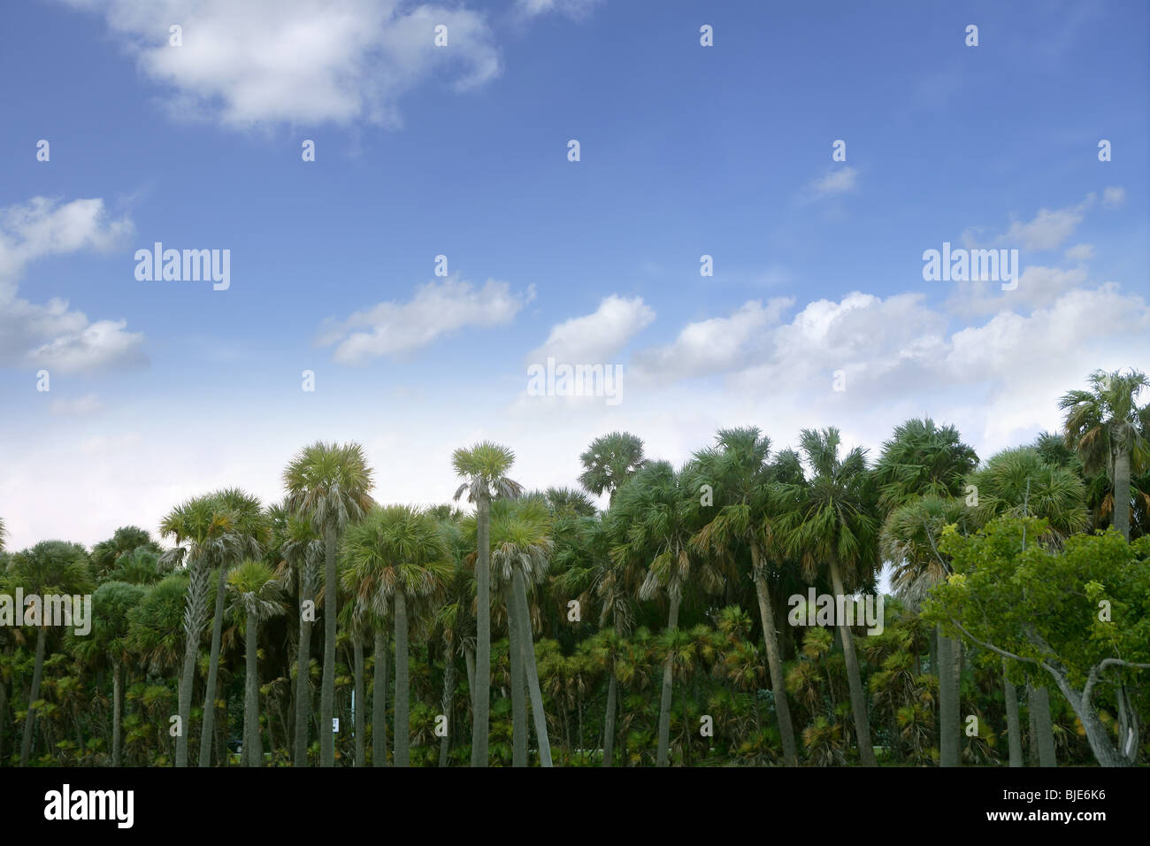 Palm tree forest in Florida blue summer tropical sky Stock Photo - Alamy