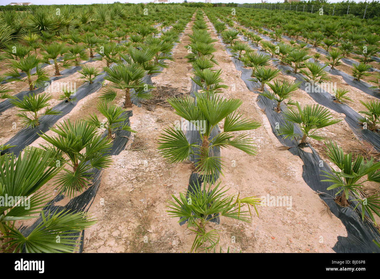 Agriculture of ornamental palm trees rows plantation Stock Photo - Alamy