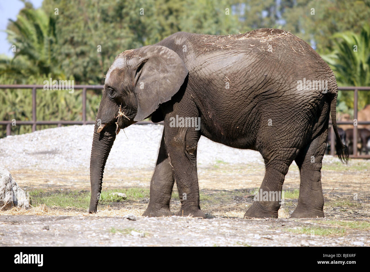 African elephant profile side view standing up Stock Photo - Alamy
