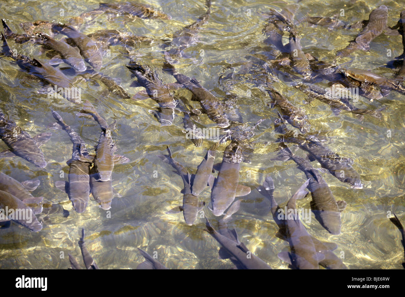 Barbel shoal of fish in a crowded river surface aerial view Stock Photo ...