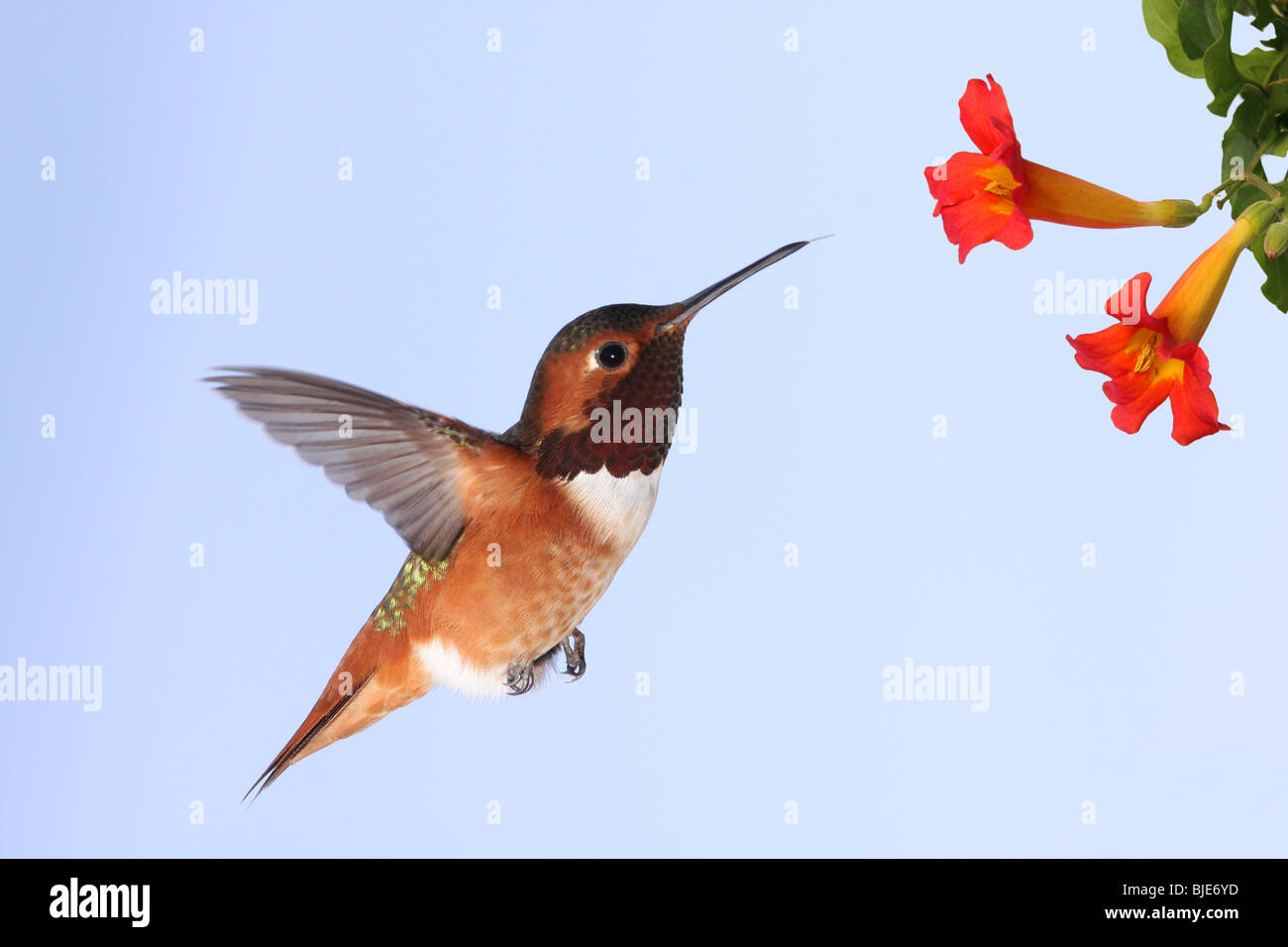 A male Allen's Hummingbird hovering near a trumpet flower blossom Stock ...