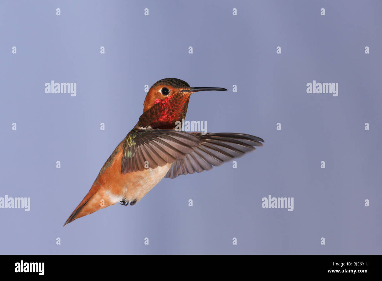 A male Allen's Hummingbird hovering in a clear blue sky Stock Photo - Alamy