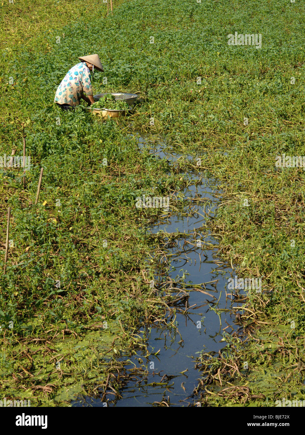 A woman works in a paddy field in Vietnam Stock Photo - Alamy