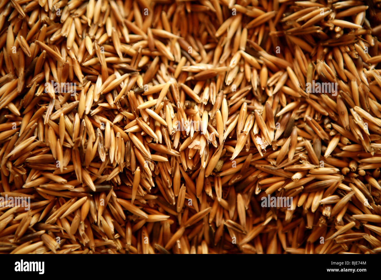Cereal oats grain texture golden color pattern background Stock Photo ...