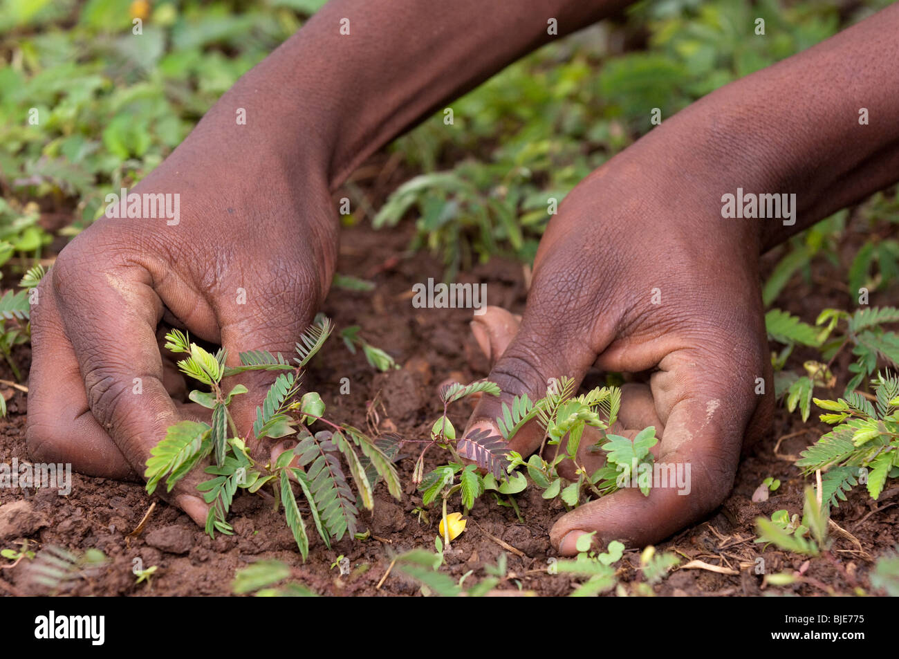 Fodder plants hi-res stock photography and images - Alamy