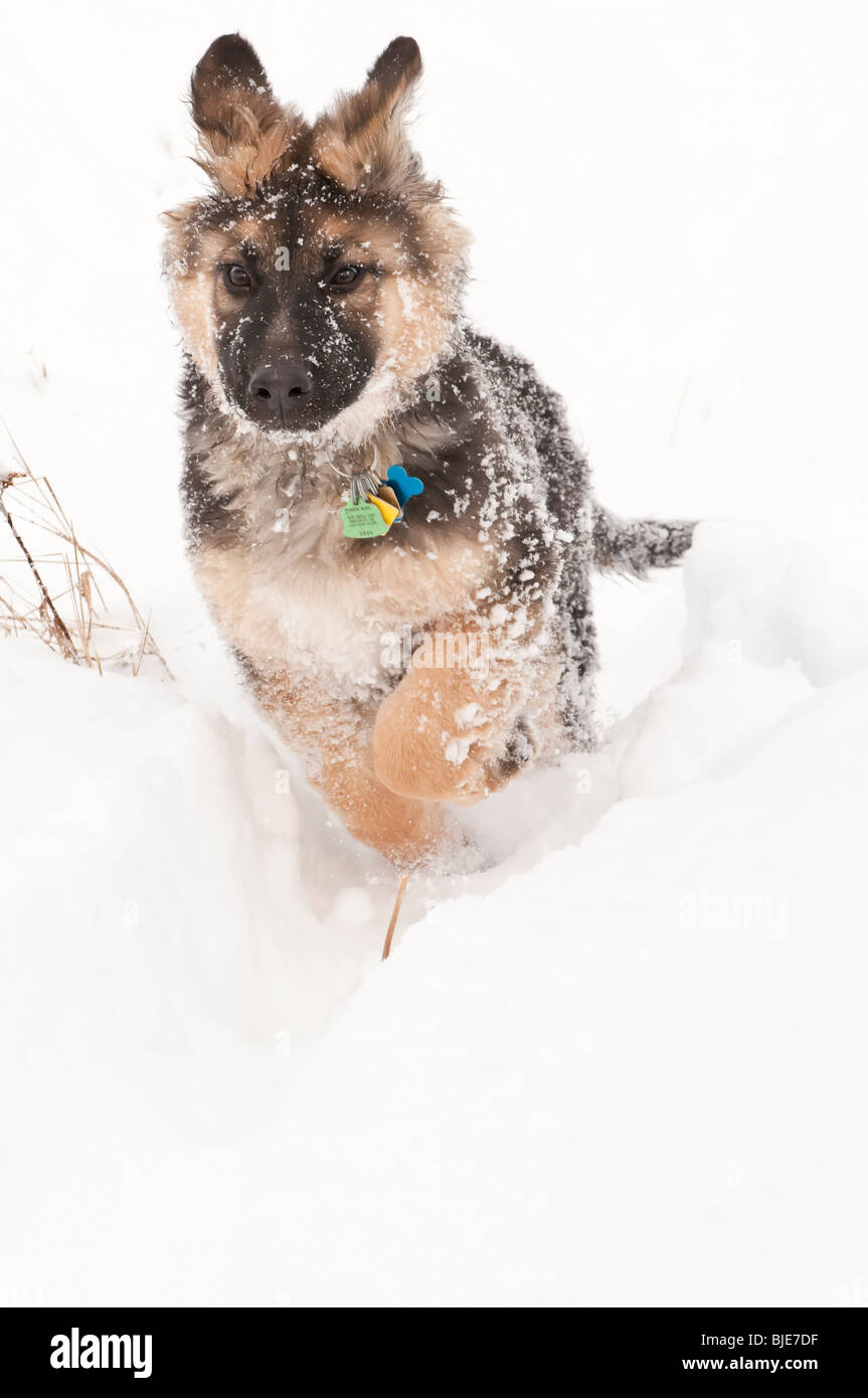 German shepherd, Canis lupus familiaris, long-haired puppy, 14 weeks ...