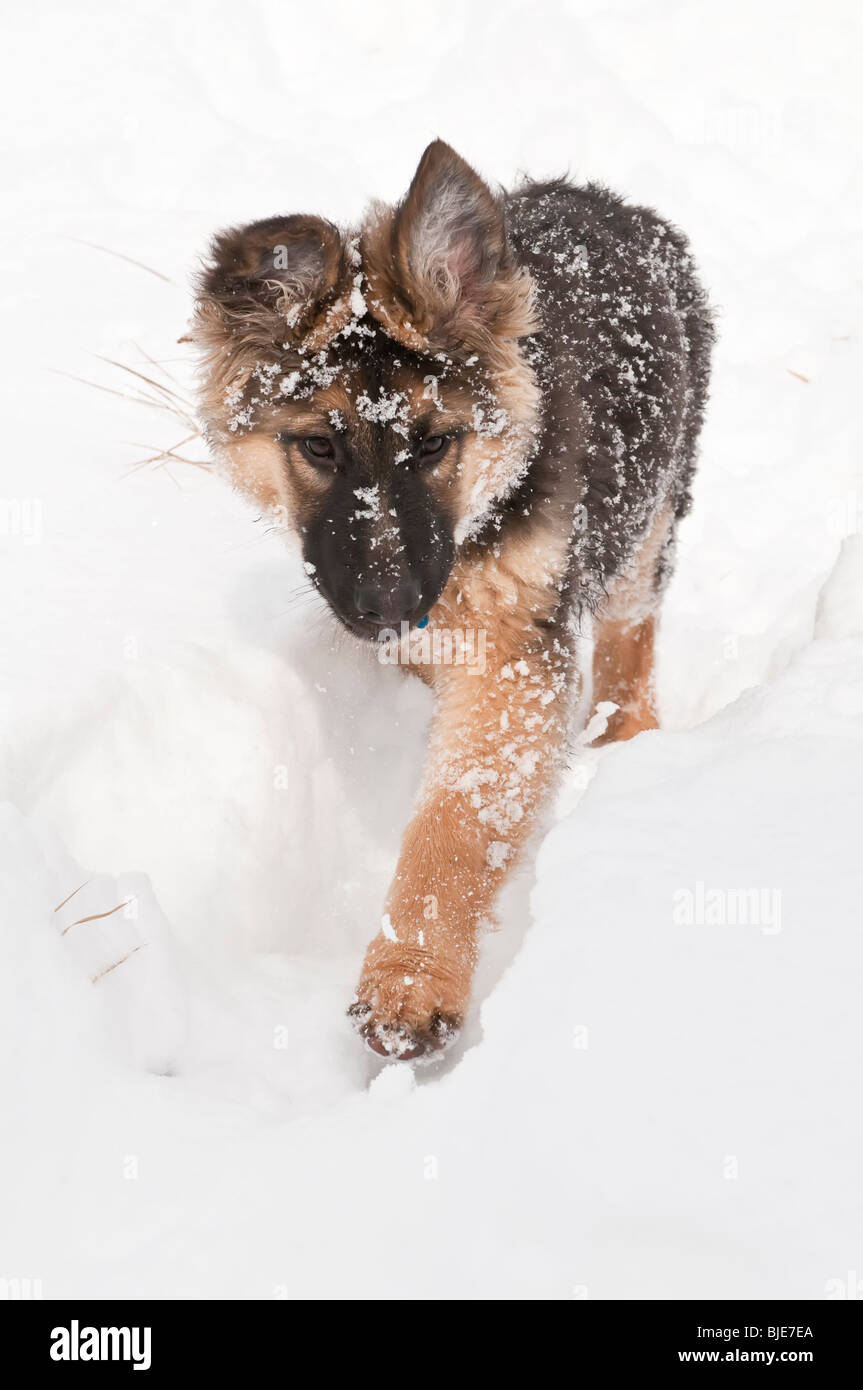 German shepherd, Canis lupus familiaris, long-haired puppy, 14 weeks ...