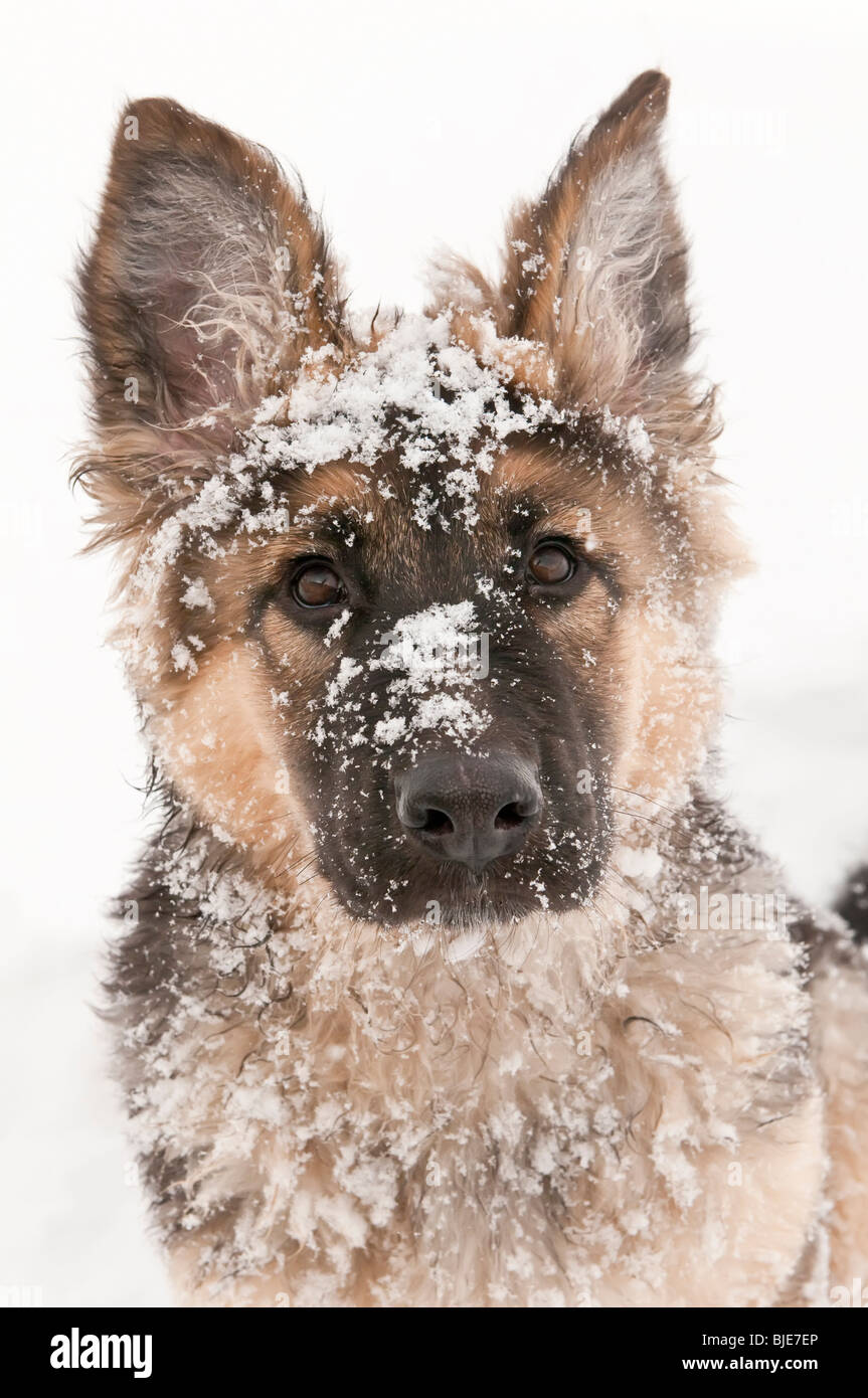 German shepherd, Canis lupus familiaris, long-haired puppy, 14 weeks ...