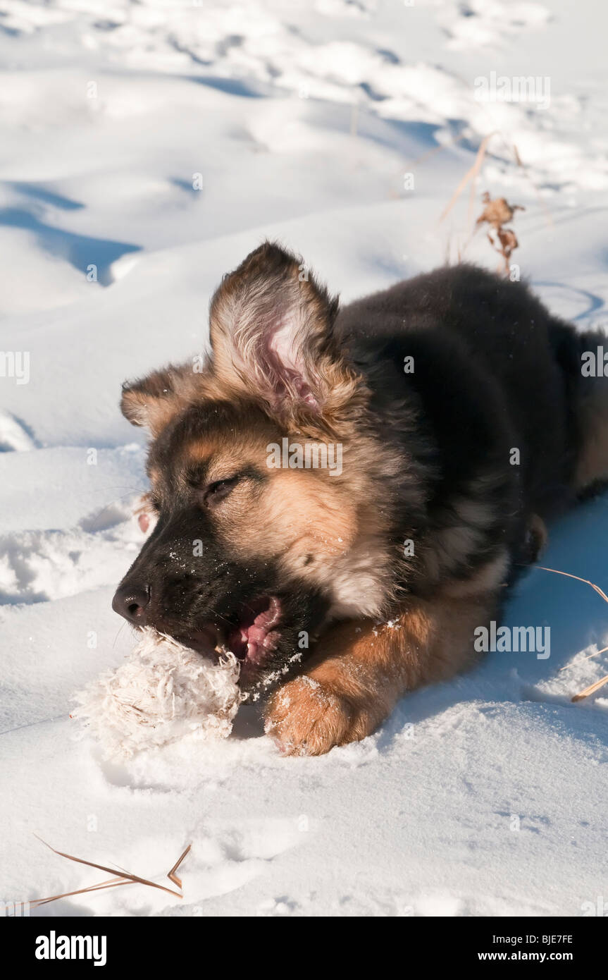 German shepherd, Canis lupus familiaris, long-haired puppy, 13 weeks ...