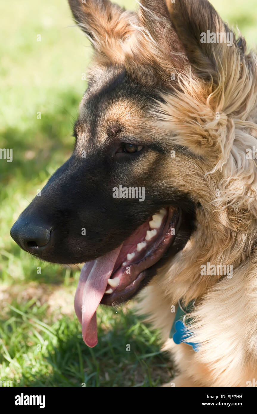German shepherd, Canis lupus familiaris, 7 months old Stock Photo - Alamy