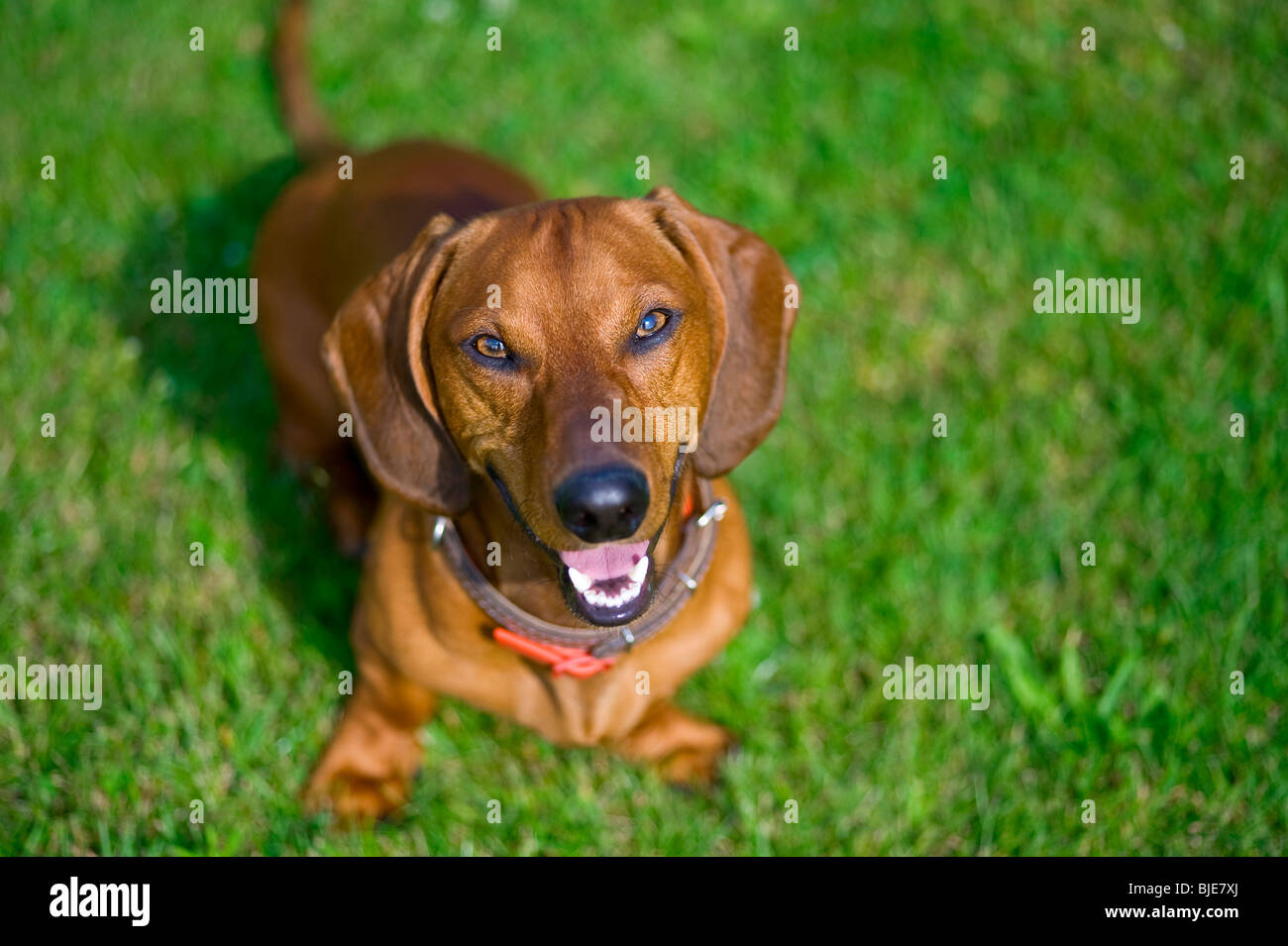 smiling brown dachshund sitting in the grass Stock Photo - Alamy
