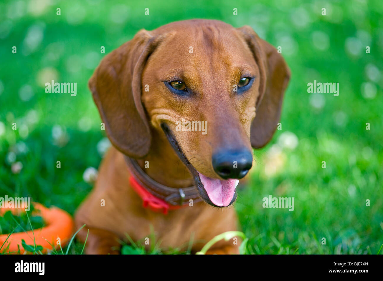 Smiling dachshund hi-res stock photography and images - Alamy