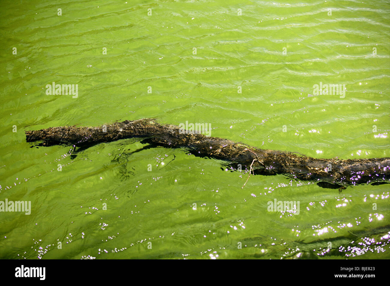 Branch of tree floating on green river lake water texture Stock Photo ...