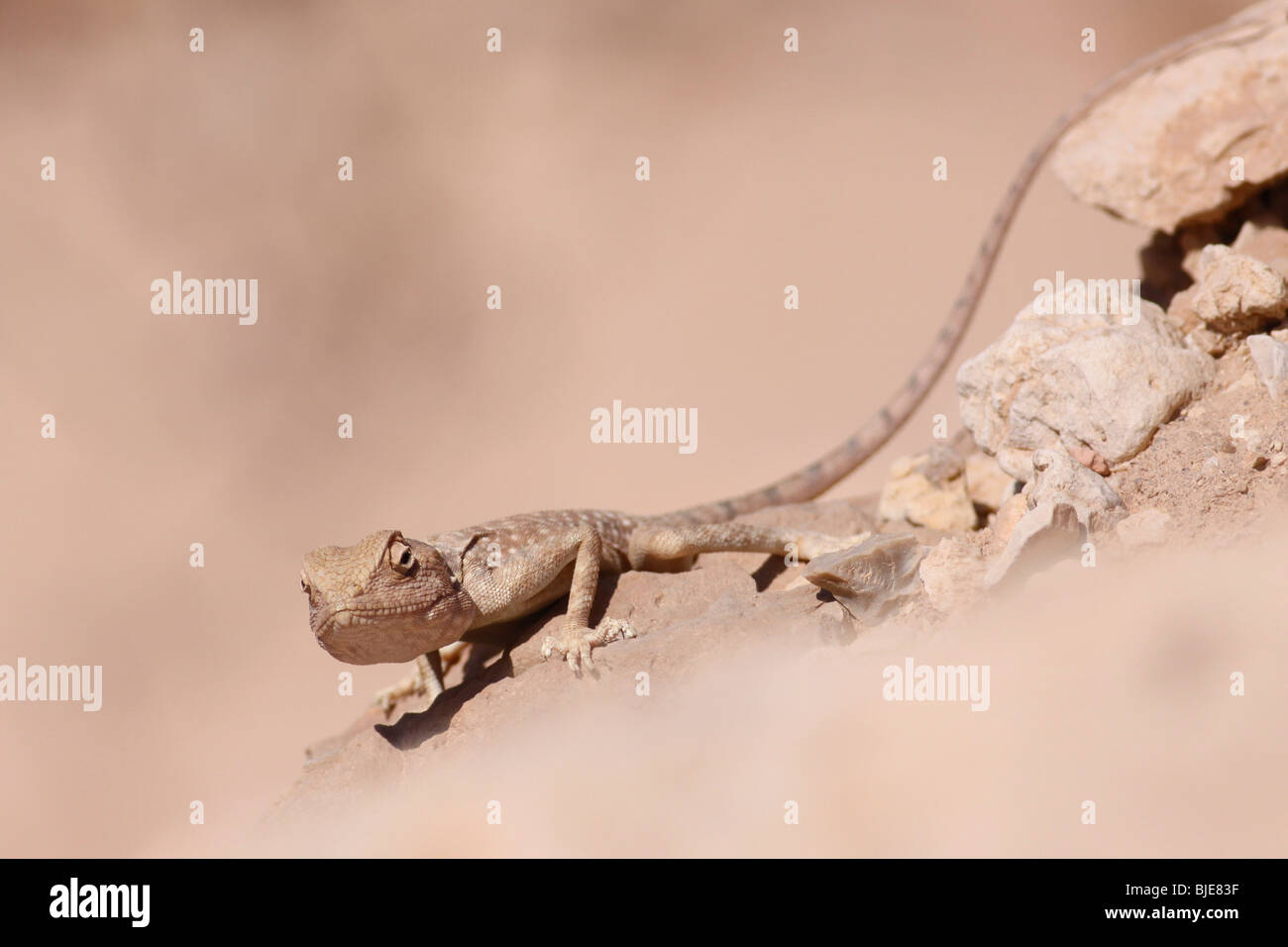 Israel, Desert Agama (Agama pallida Stock Photo - Alamy