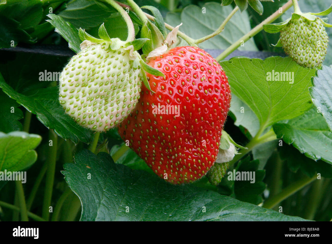 Cairnie fruit farm hi-res stock photography and images - Alamy