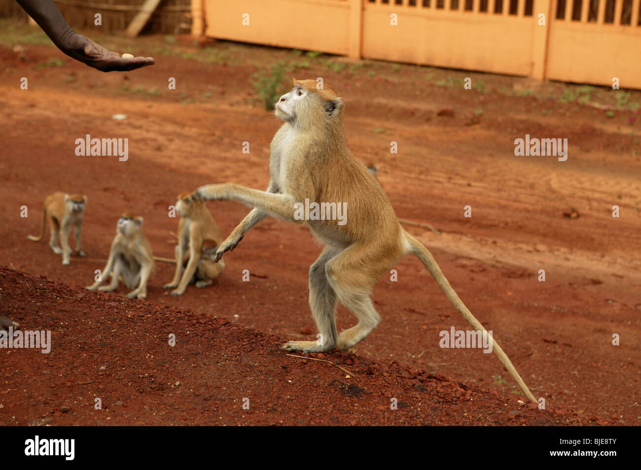 African wild monkeys eating food from people hand Stock Photo - Alamy