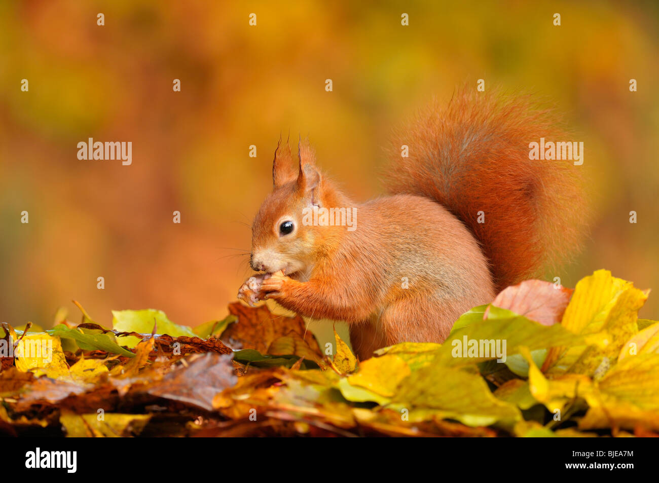 Squirrel autumn tree hi-res stock photography and images - Alamy