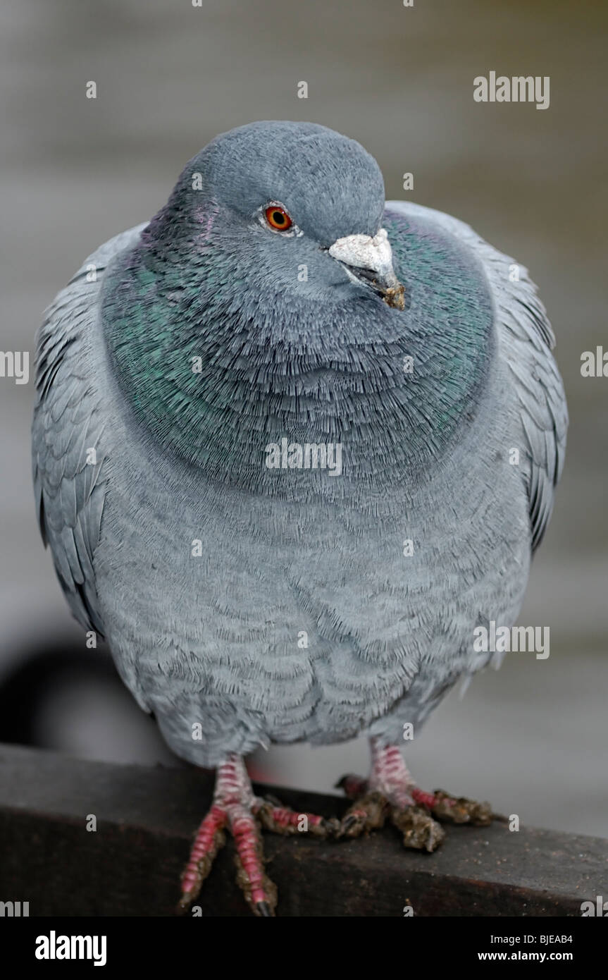 Full length, close up portrait of Pigeon, Stock Dove Stock Photo - Alamy