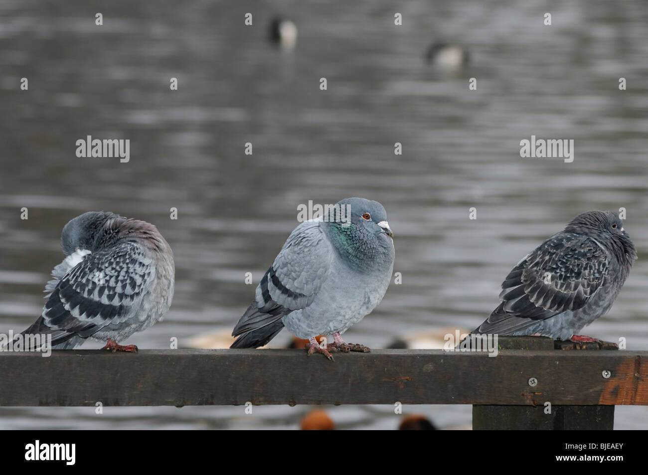 Three Pigeons, Stock Doves, perched on wooden railing in British Park ...