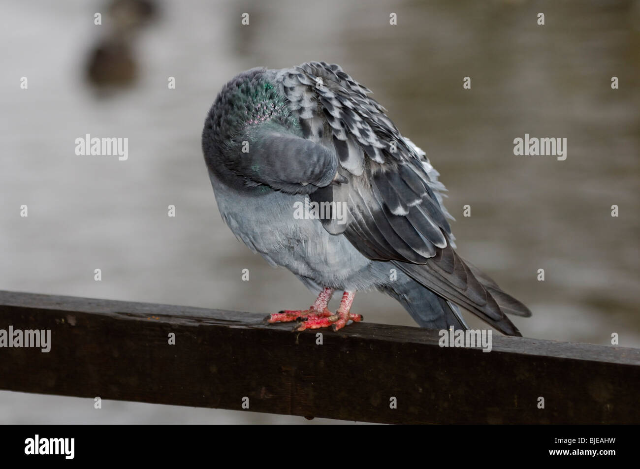 Preening pigeon hi-res stock photography and images - Alamy