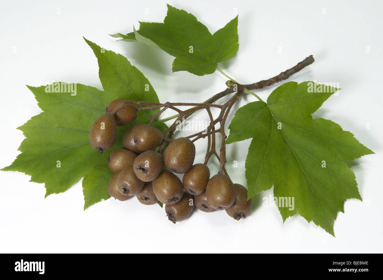 Wild Service Tree, Chequers Tree, Checkers Tree (Sorbus torminalis ...