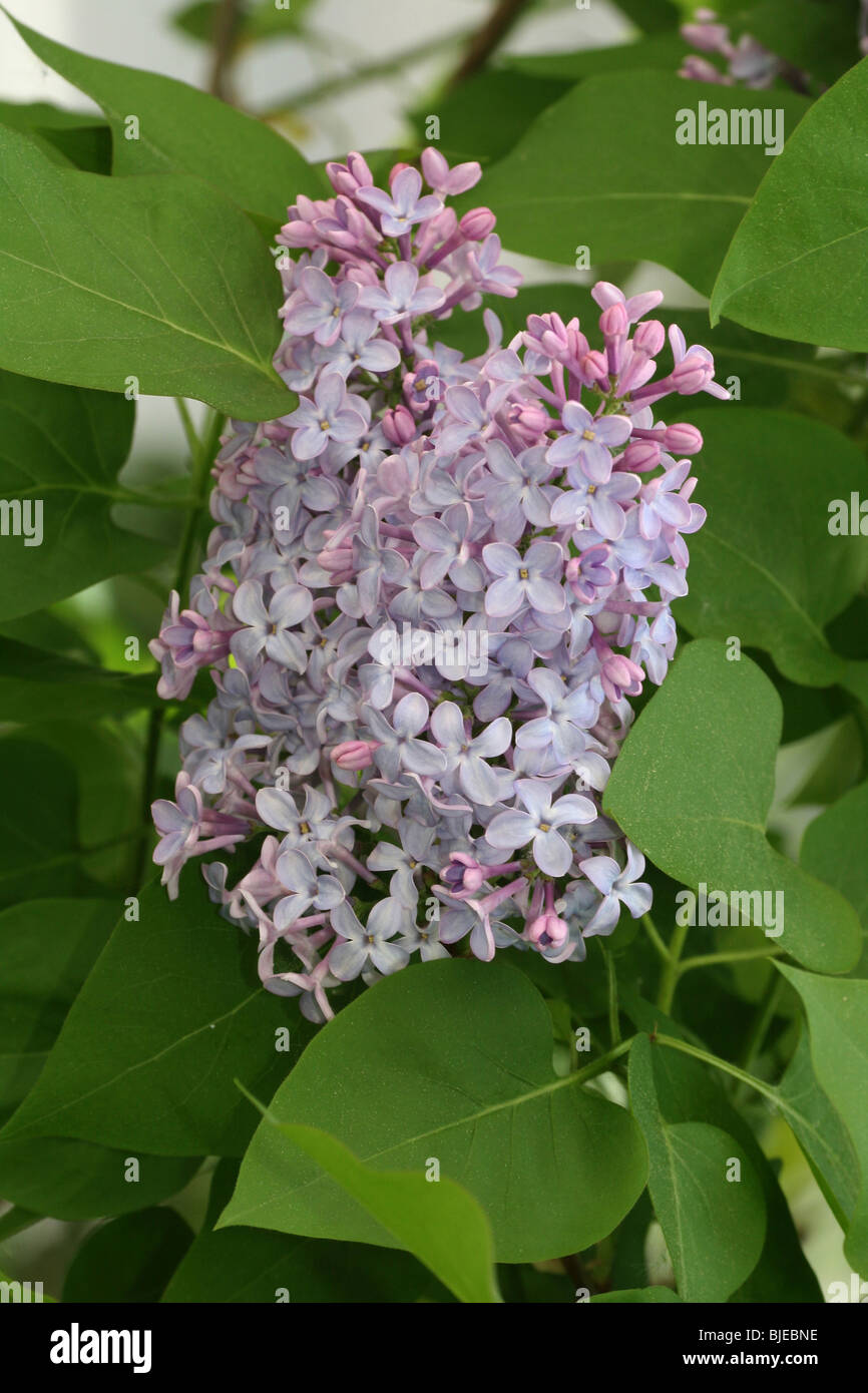 French Lilac High Resolution Stock Photography and Images - Alamy